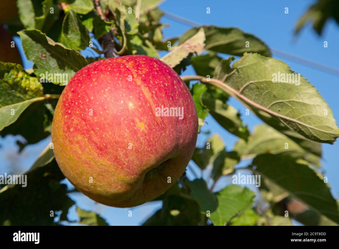 Apple garden full of riped red apples Stock Photo - Alamy