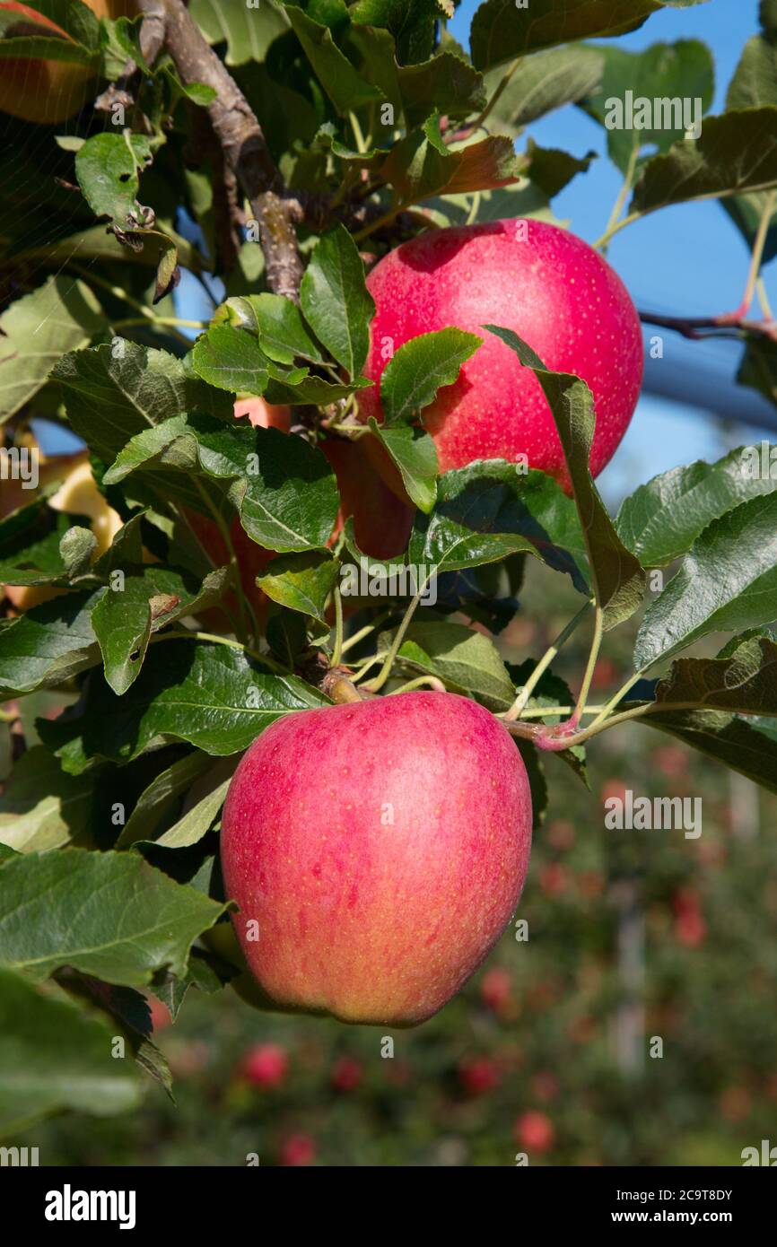 Apple garden full of riped red apples Stock Photo - Alamy