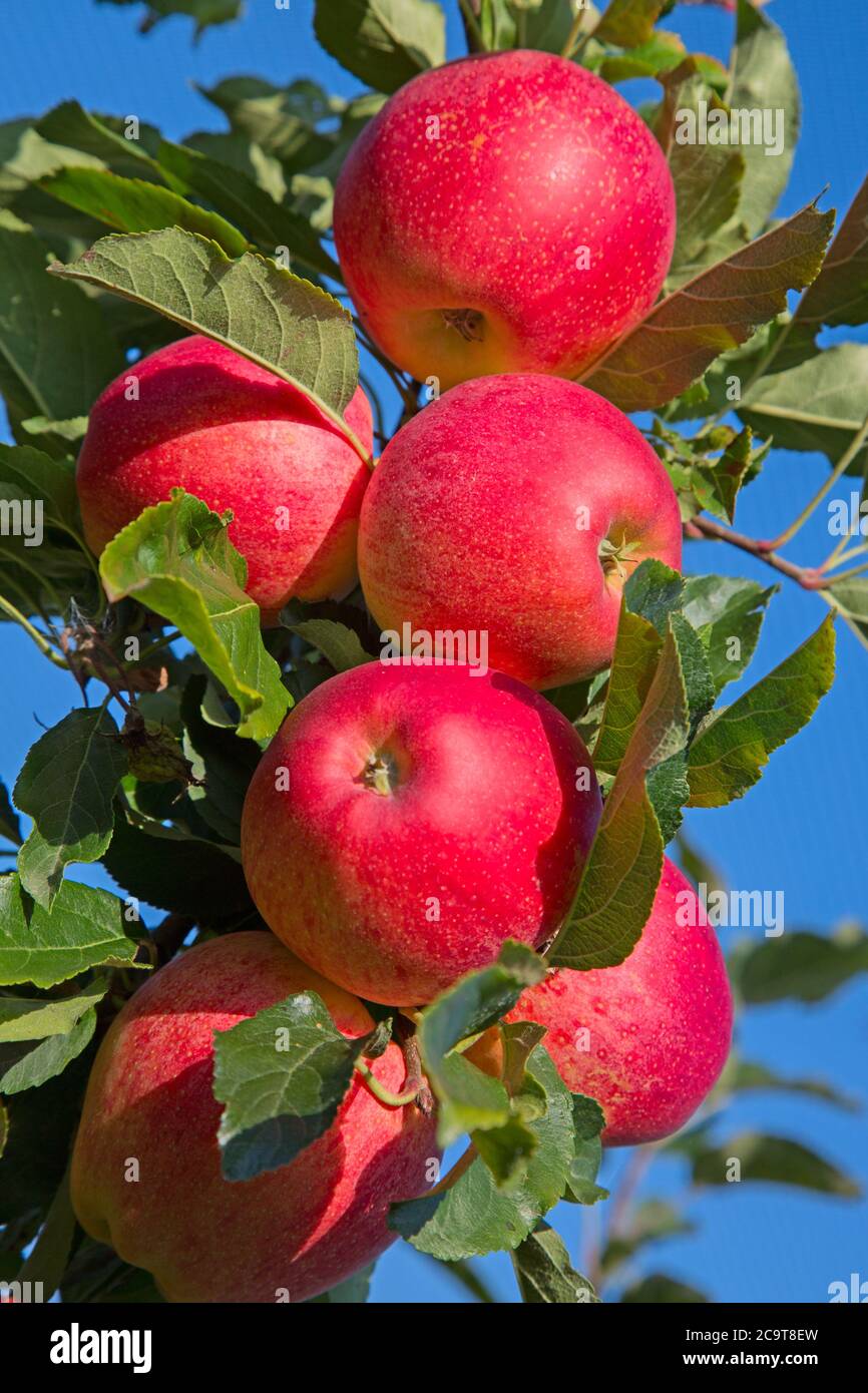 Apple garden full of riped red apples Stock Photo - Alamy