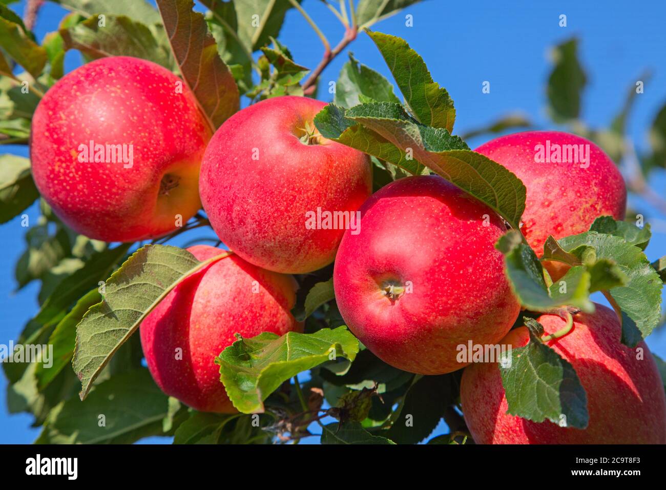 Apple garden full of riped red apples Stock Photo - Alamy