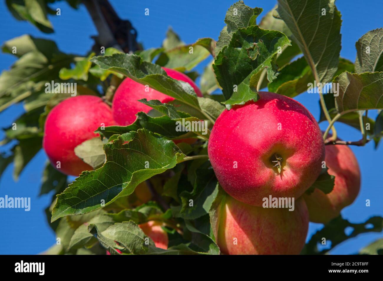 Apple garden full of riped red apples Stock Photo - Alamy