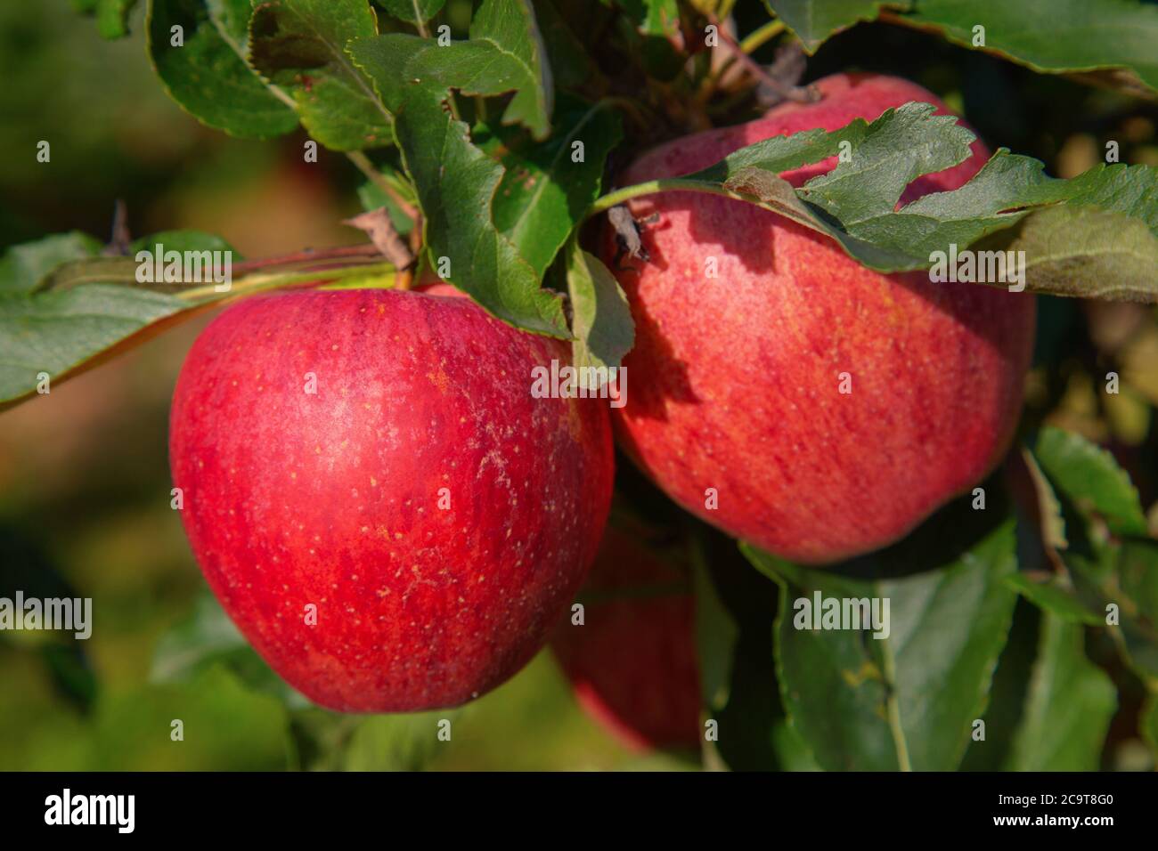 Apple garden full of riped red apples Stock Photo - Alamy