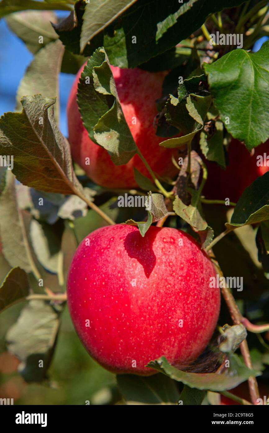Apple garden full of riped red apples Stock Photo - Alamy