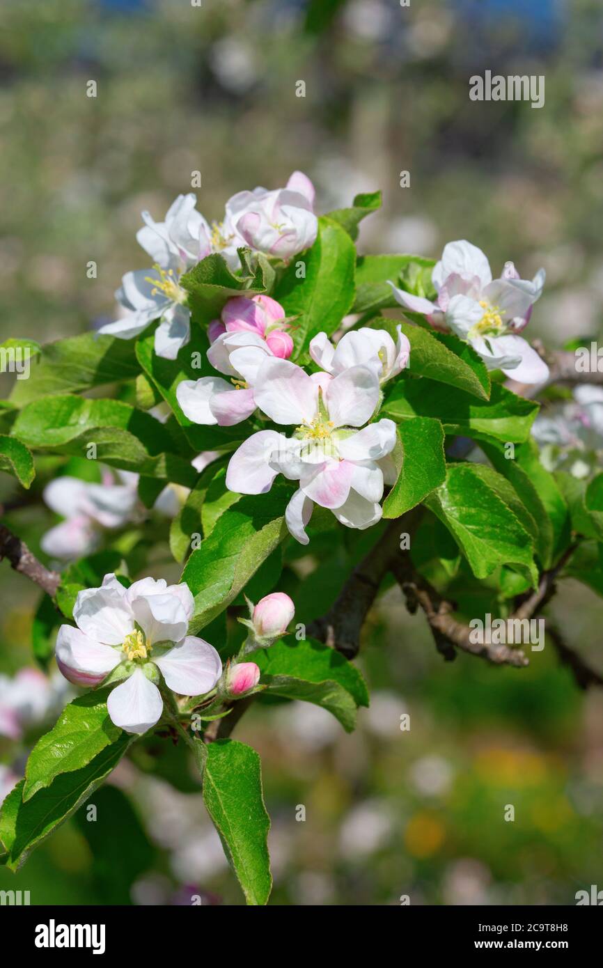 Blossoming apple garden in spring Stock Photo - Alamy