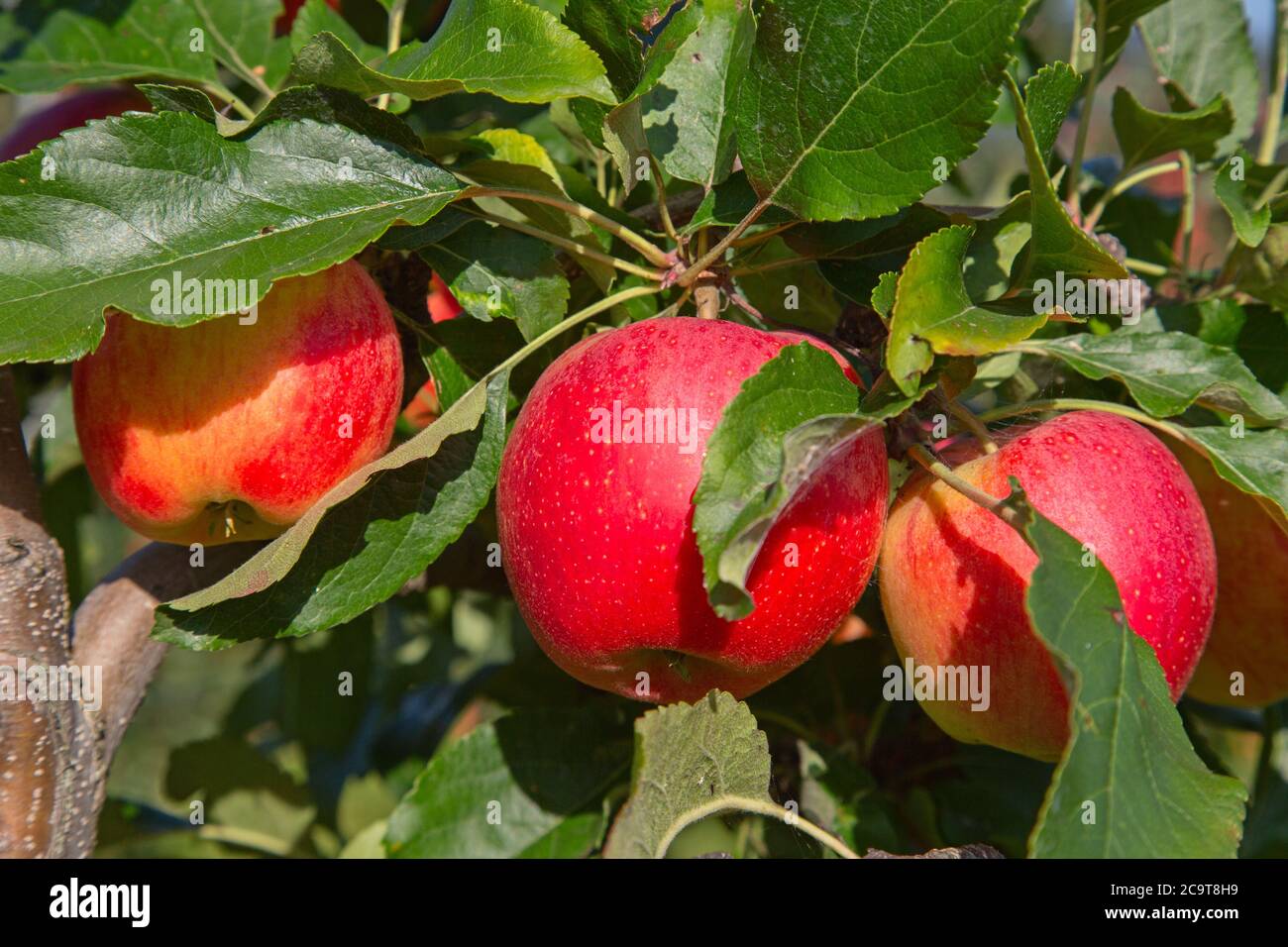 Apple garden full of riped red apples Stock Photo - Alamy