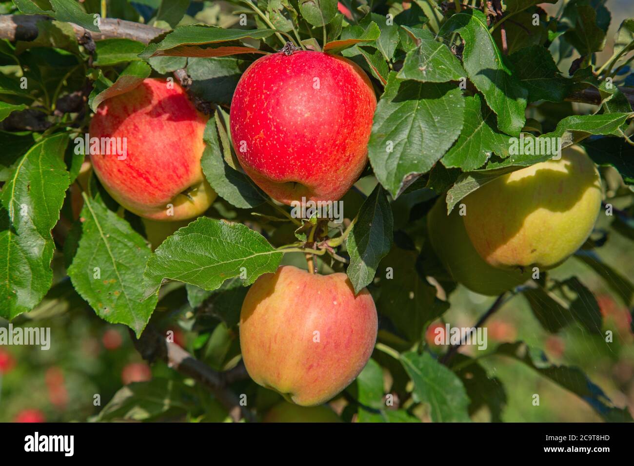Apple garden full of riped red apples Stock Photo - Alamy