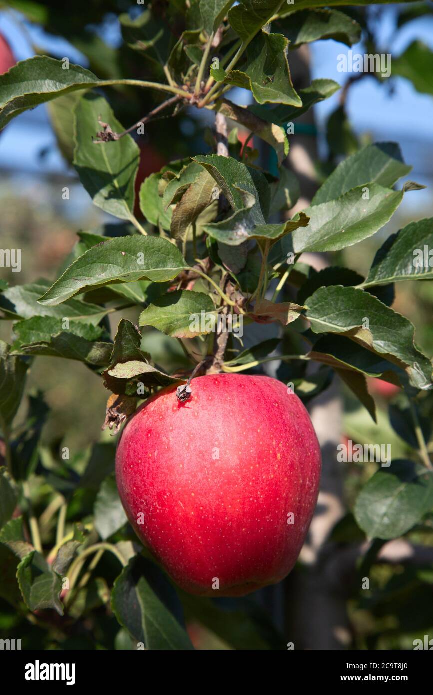 Apple garden full of riped red apples Stock Photo - Alamy