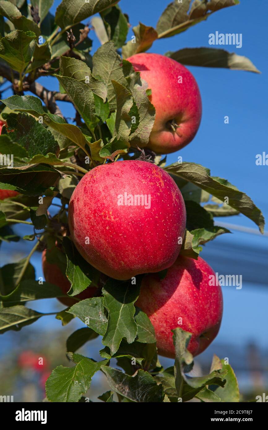 Apple garden full of riped red apples Stock Photo - Alamy