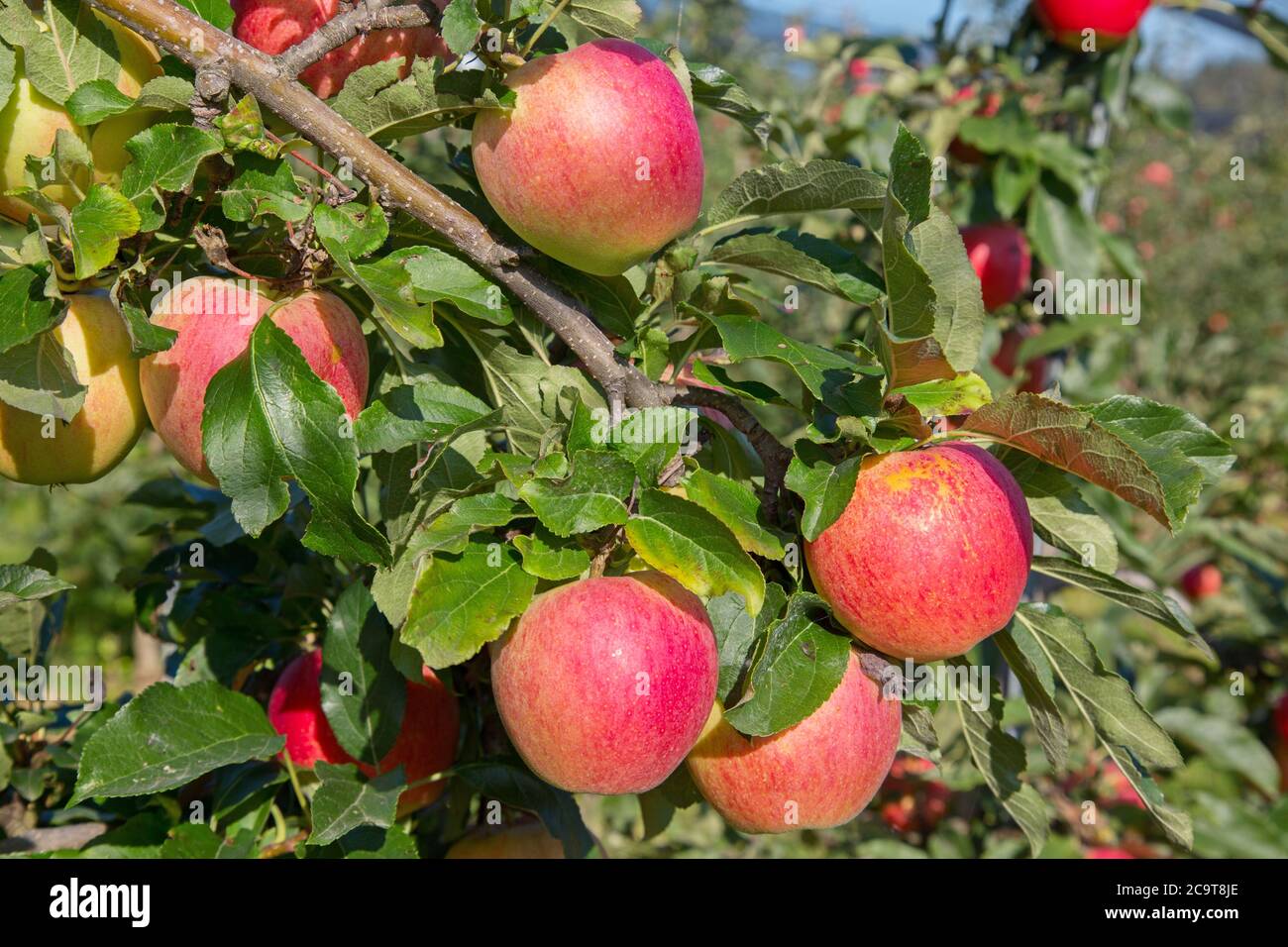 Apple garden full of riped red apples Stock Photo - Alamy