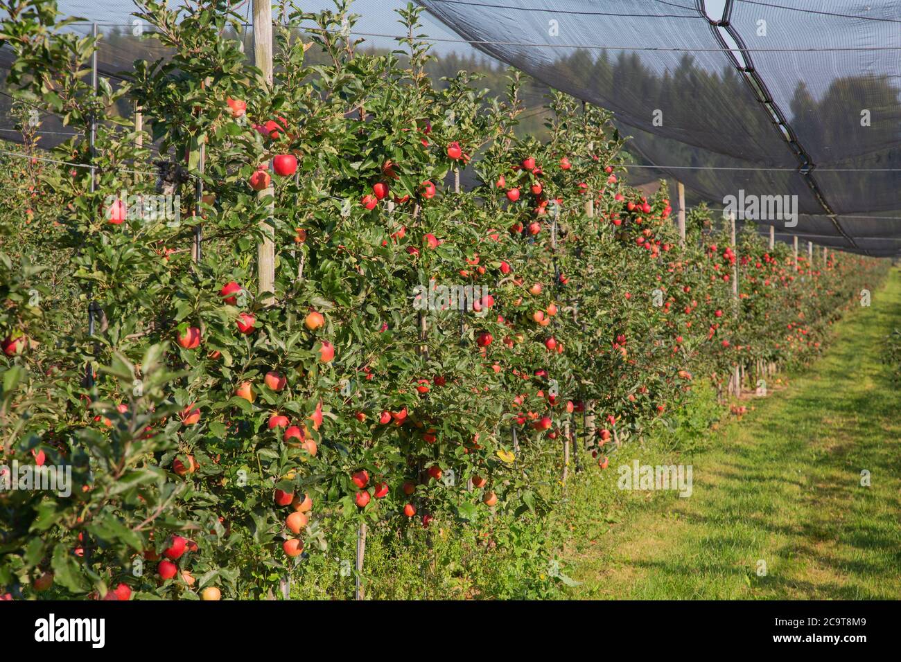 Apple garden full of riped red apples Stock Photo - Alamy