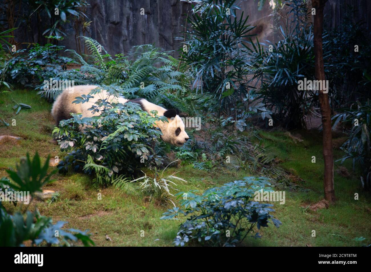 Giant panda bear eating bamboo leafs Stock Photo - Alamy