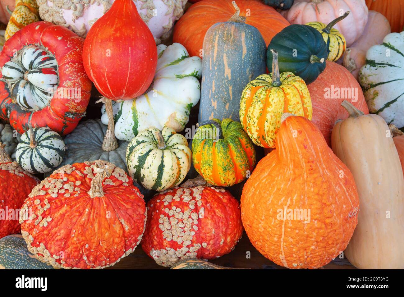 Colorful pumpkins collection on the autumn market Stock Photo - Alamy