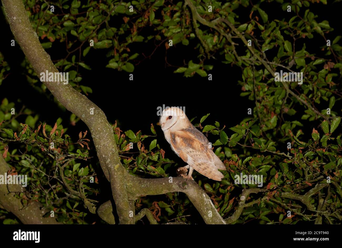 Adult Barn Owl, Tyto alba, in beech tree at night, West Lothian ...