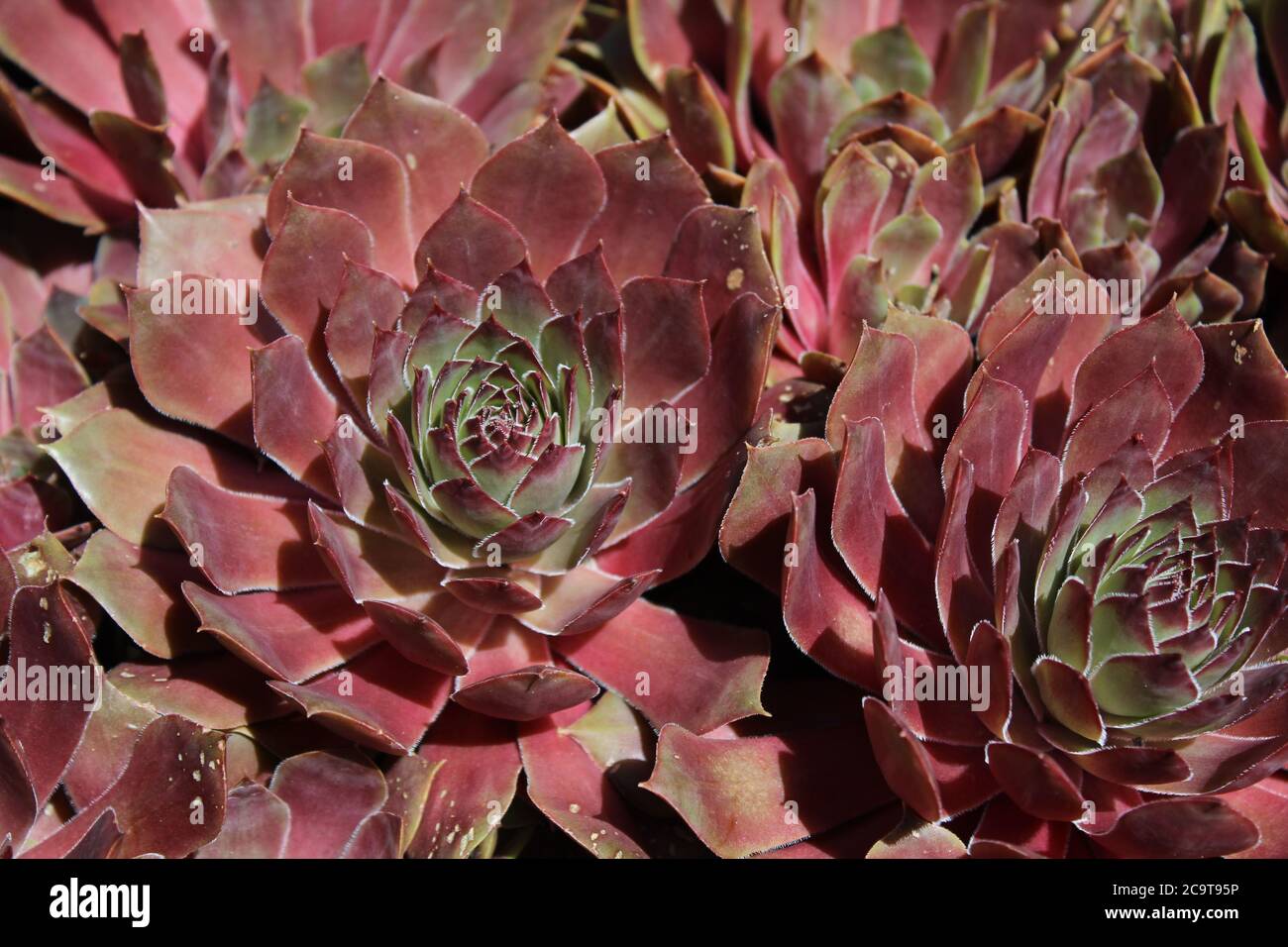The picture shows beautiful houseleek in the garden Stock Photo - Alamy