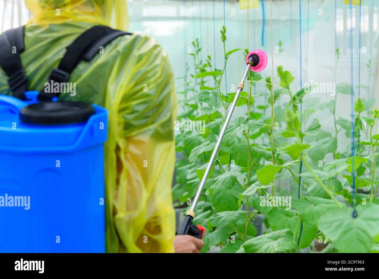 Farmer spraying the Insecticide in melon farm Stock Photo - Alamy