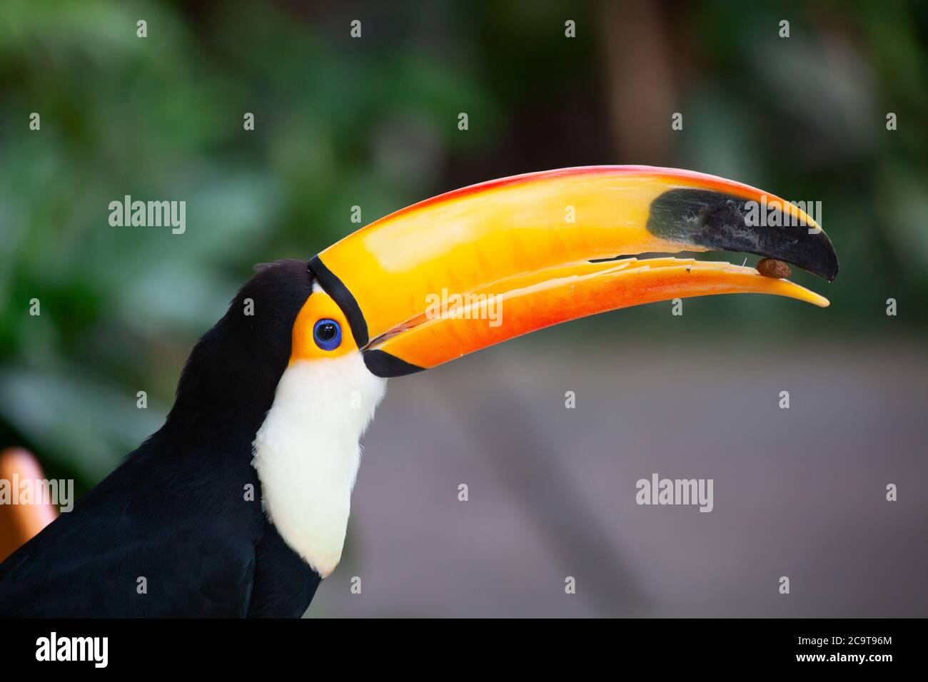 Colorful tucan in the aviary Stock Photo - Alamy
