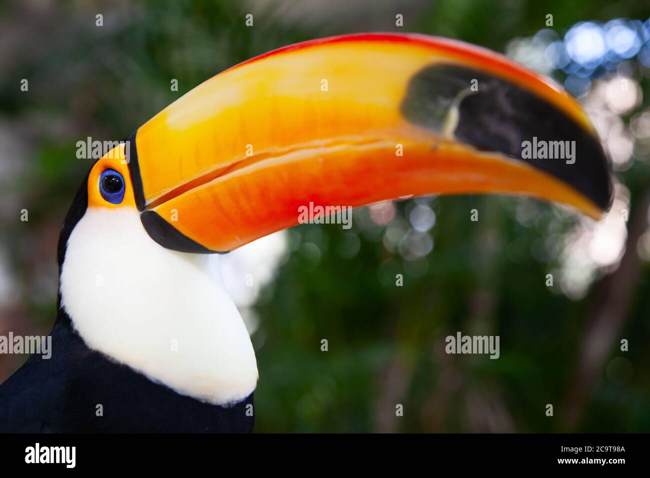 Colorful tucan in the aviary Stock Photo - Alamy