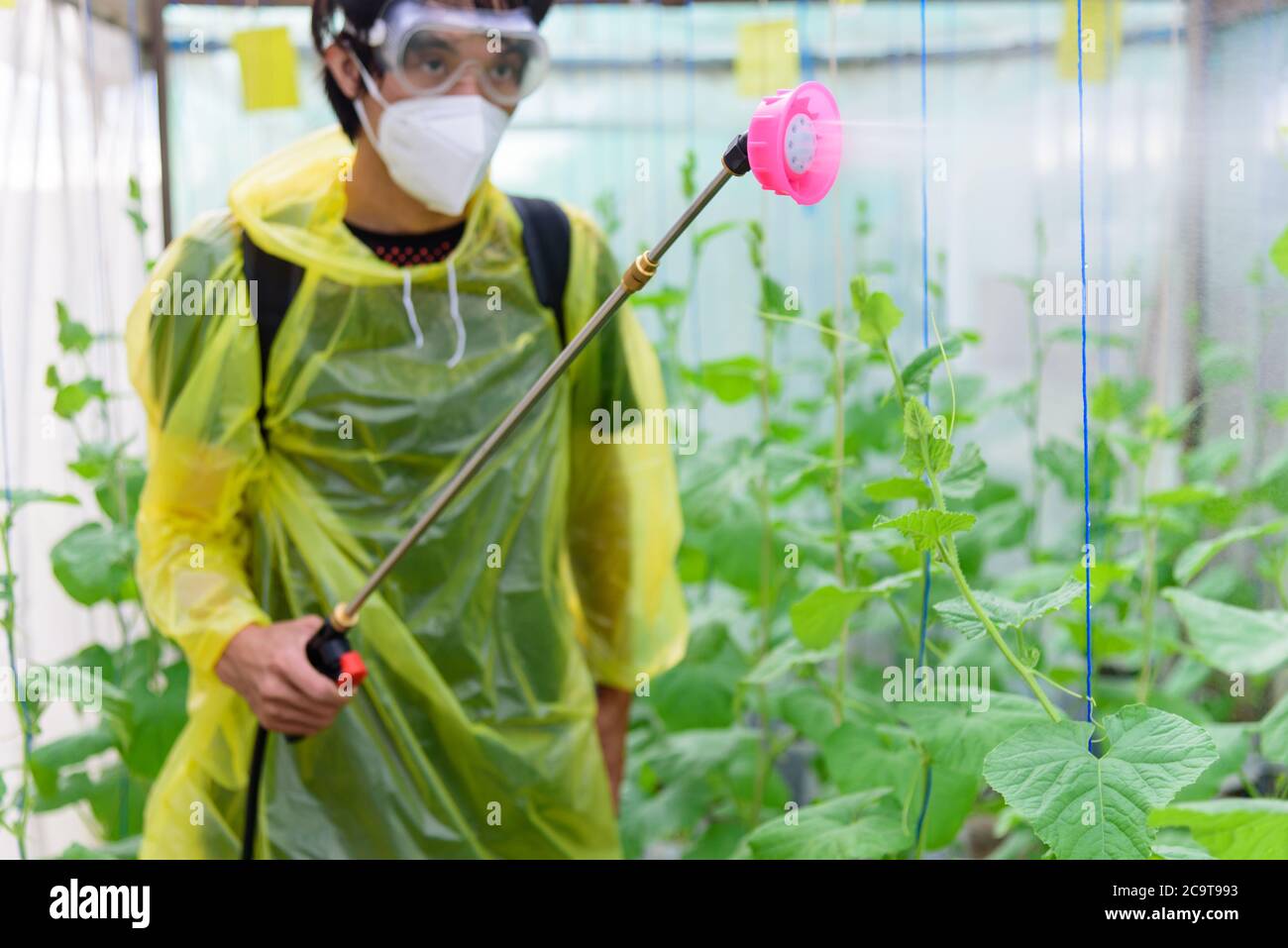 Farmer spraying the Insecticide in melon farm Stock Photo - Alamy