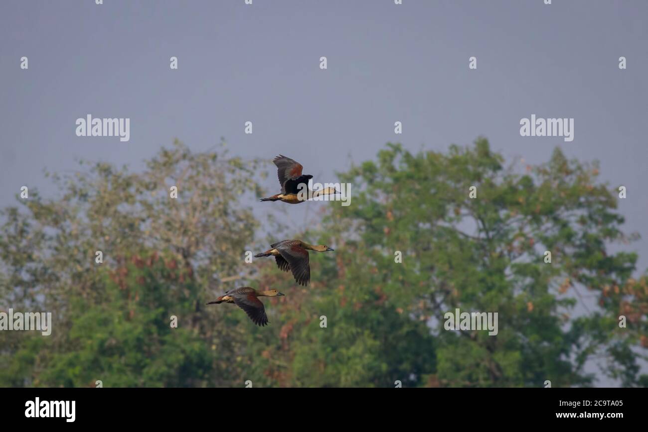 Shiny morning hi-res stock photography and images - Alamy