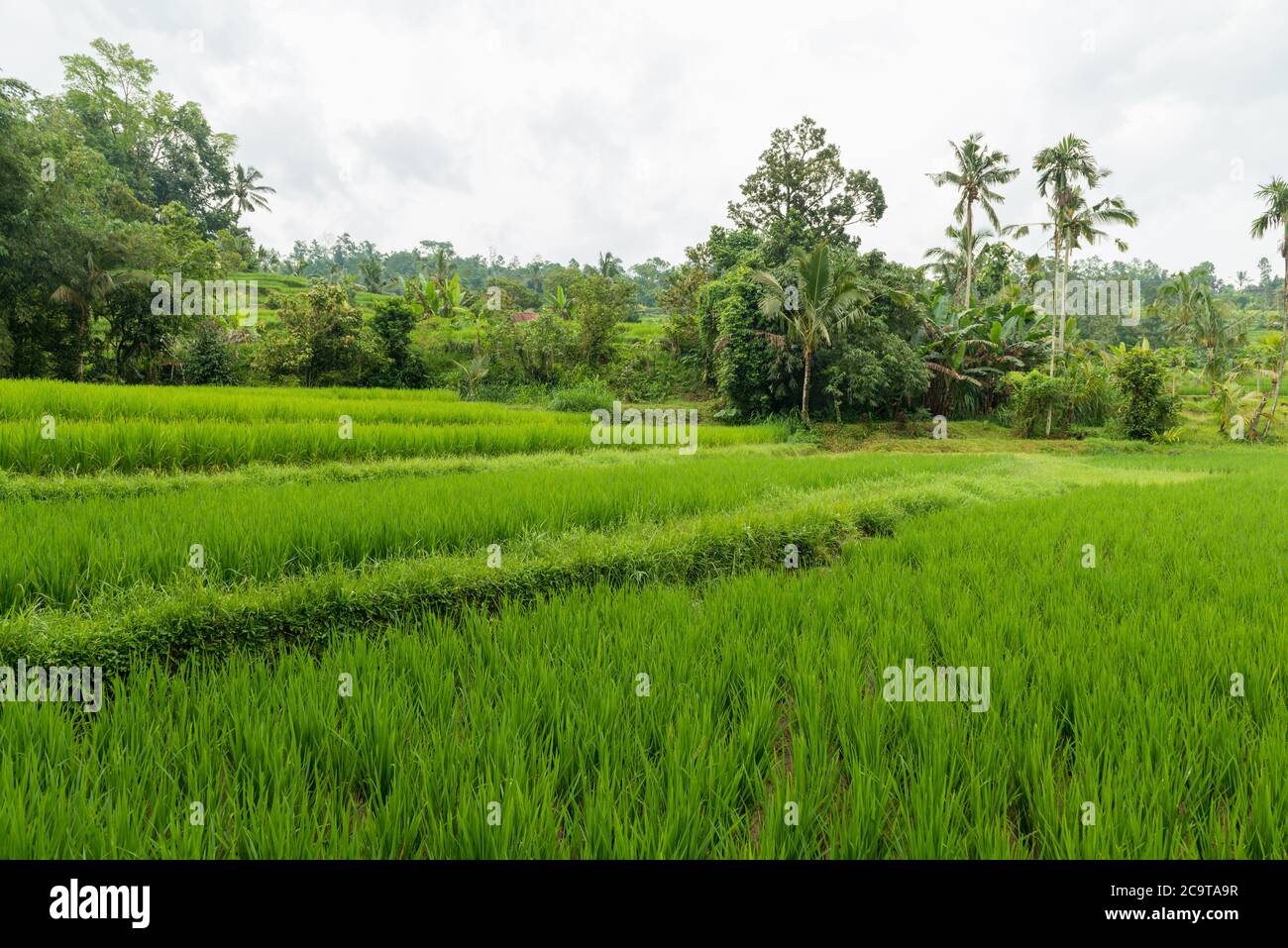 Rice paddies at Bali Stock Photo - Alamy