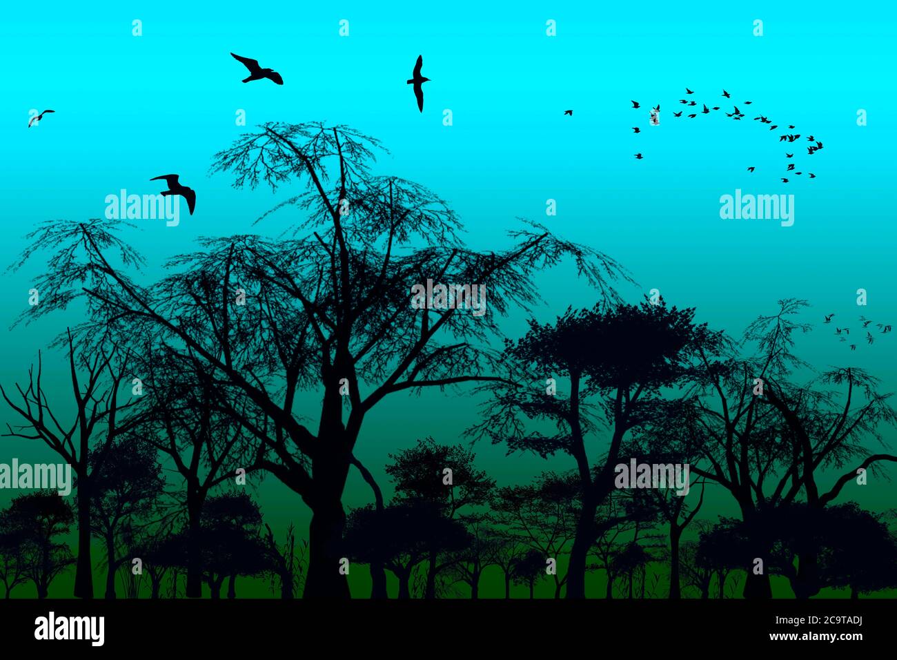 Bird shadows tree hi-res stock photography and images - Alamy