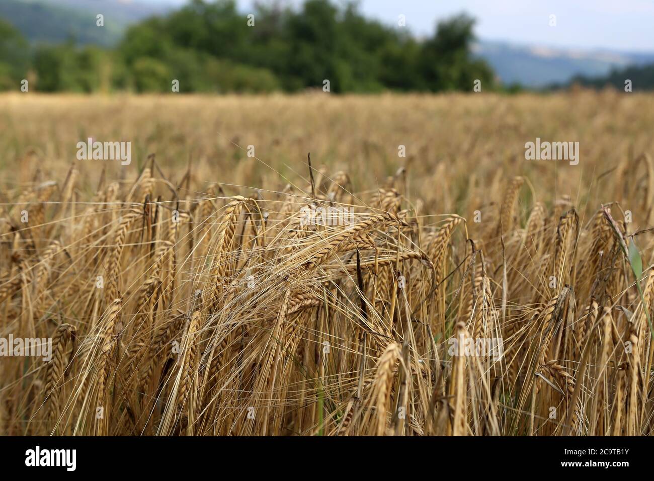 Ripening wheat field one hi-res stock photography and images - Alamy