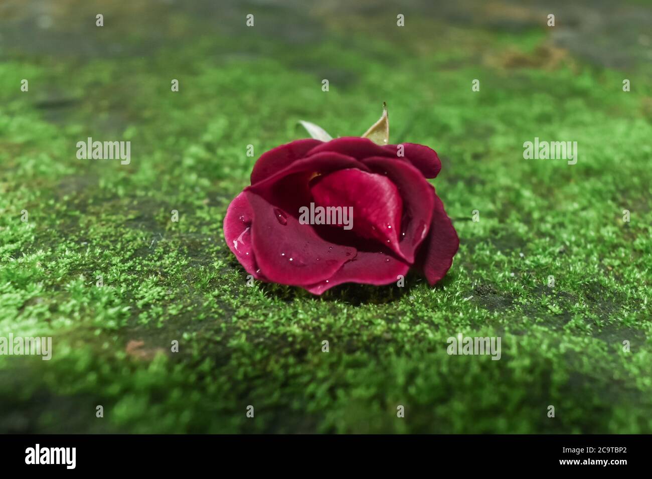 A beautiful closeup photograph of a red Rose Stock Photo - Alamy