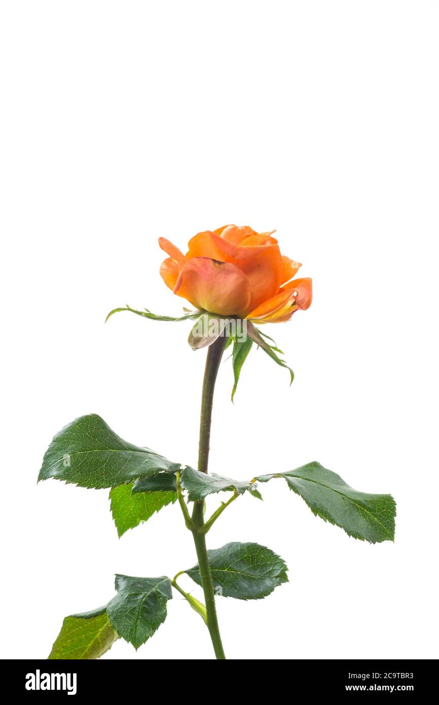 bright orange rose with green leaves. Isolation on a white background ...