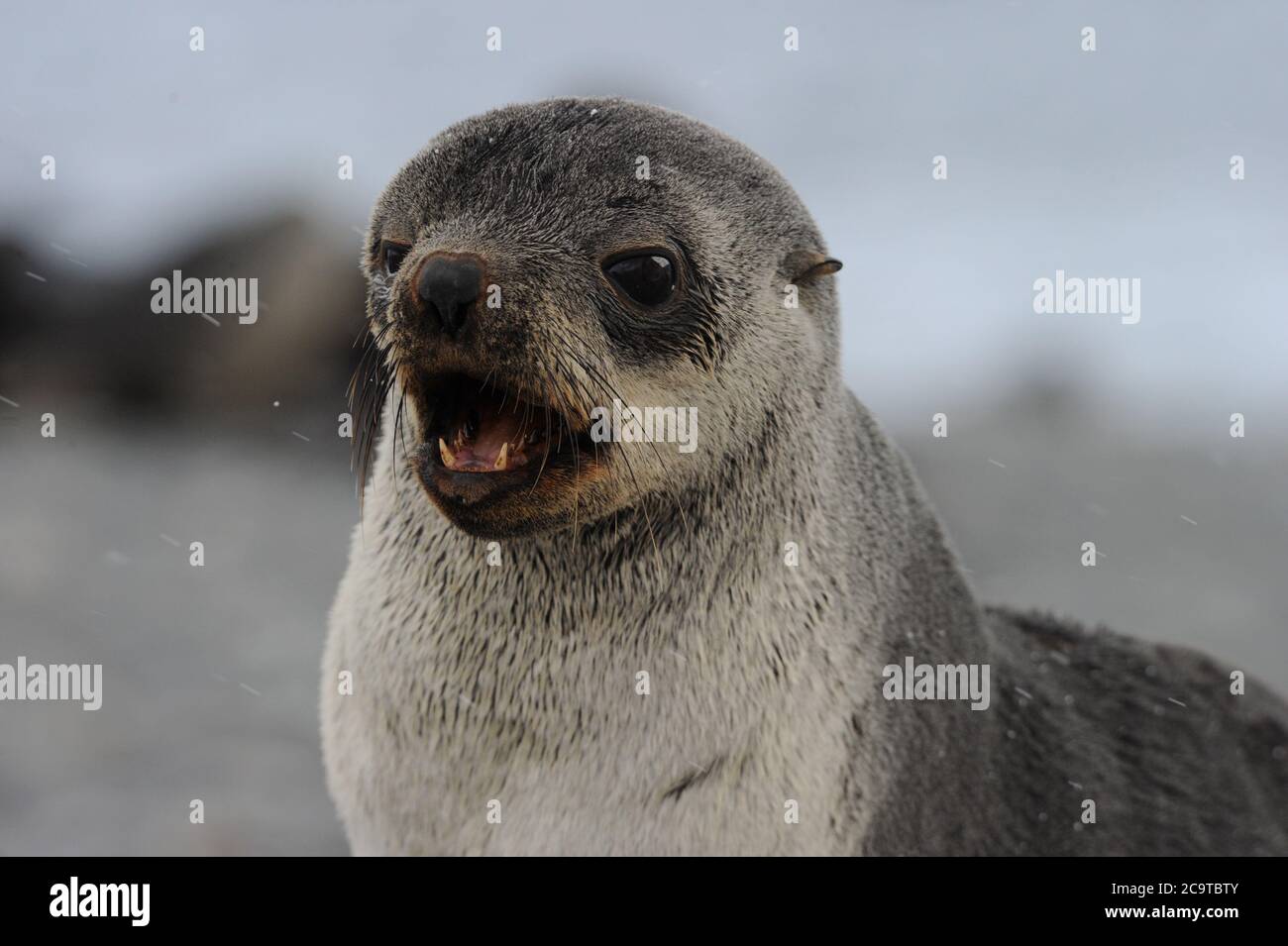 Fur seals are any of nine species of pinnipeds belonging to the ...