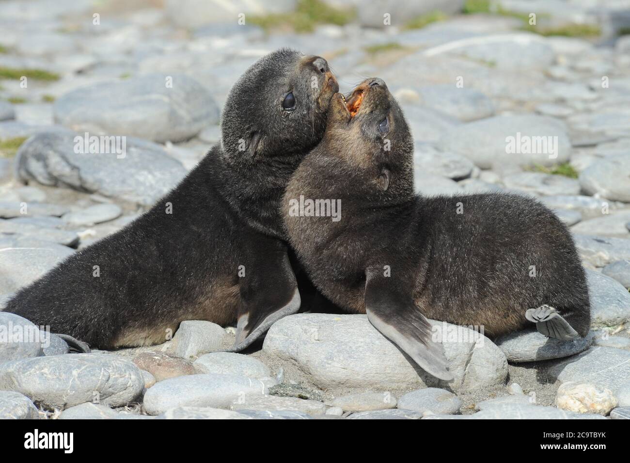 Fur seals are any of nine species of pinnipeds belonging to the ...