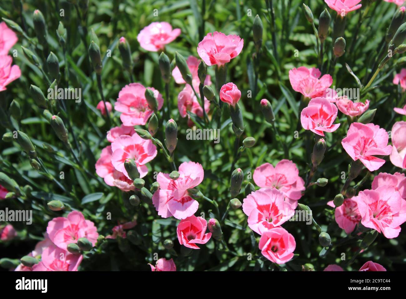 The picture shows pink carnation in the garden Stock Photo - Alamy
