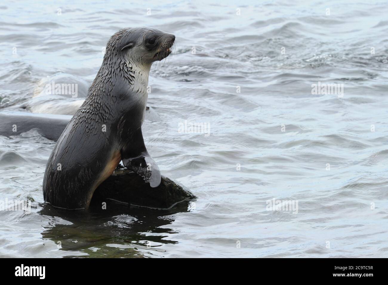 Fur seals are any of nine species of pinnipeds belonging to the ...