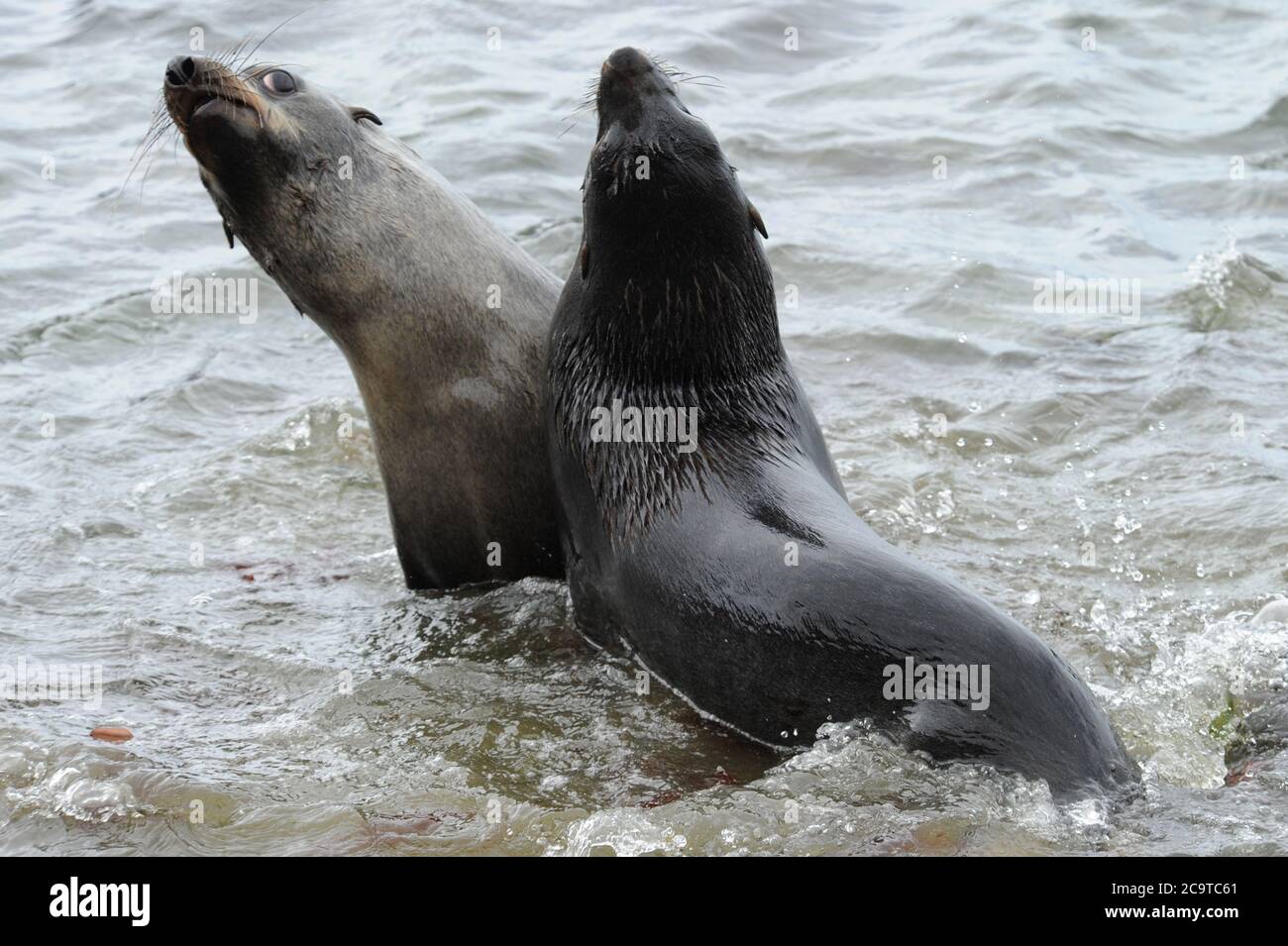 Fur seals are any of nine species of pinnipeds belonging to the ...
