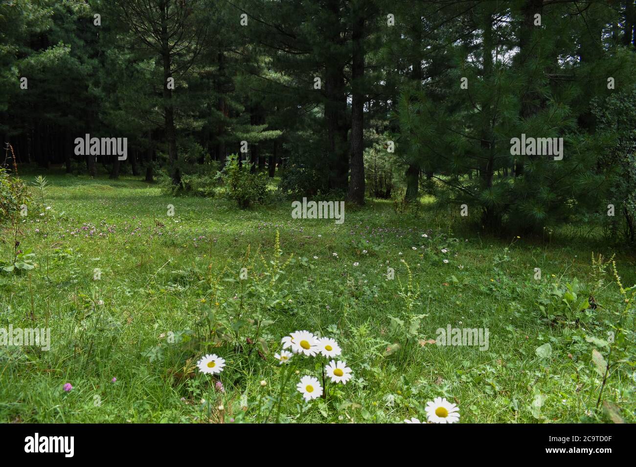 An eye catching view of landscape at Kashmir India Stock Photo - Alamy