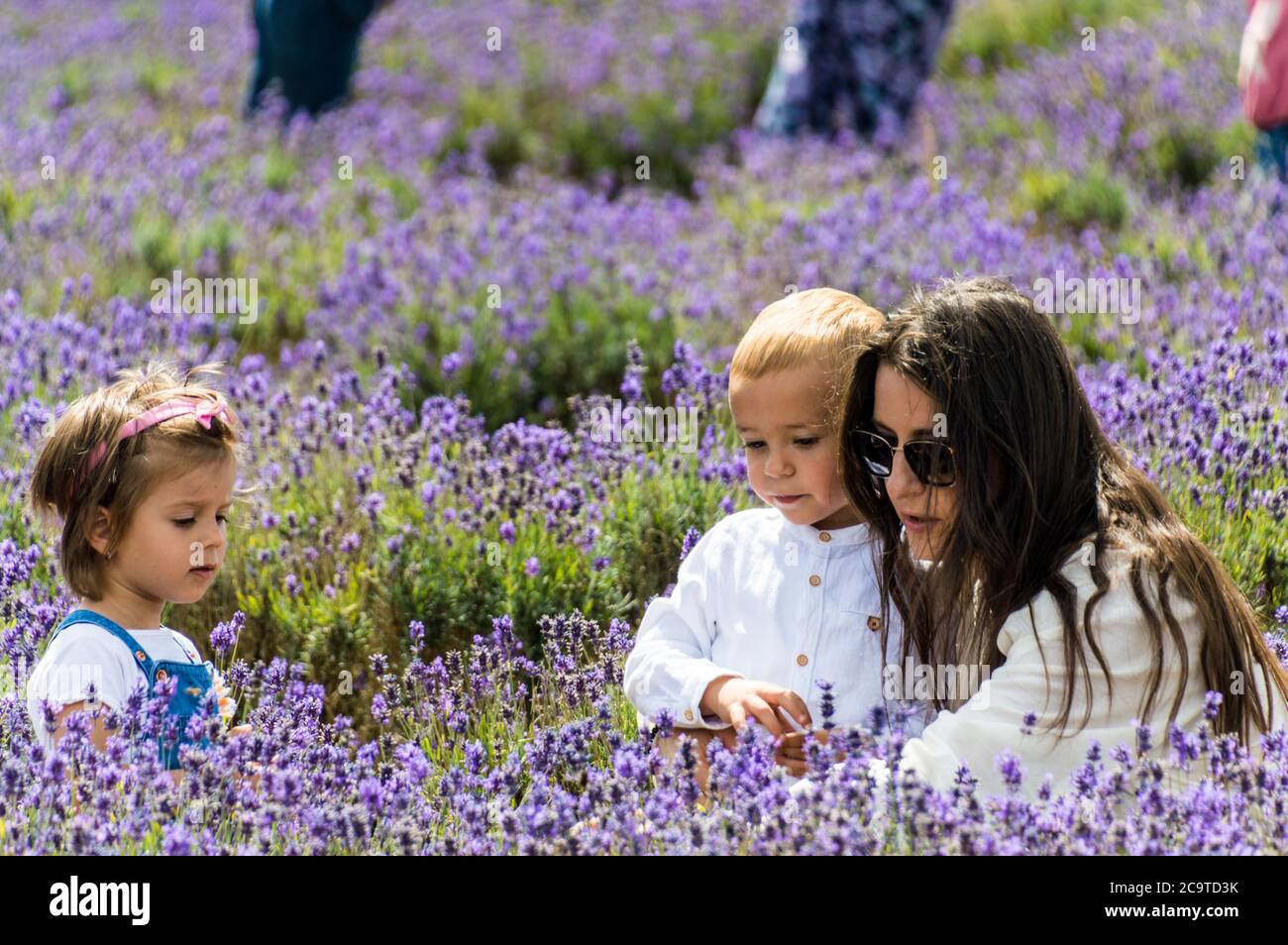 Family visitors at Mayfield Lavender Farm on a Sunny day with families ...