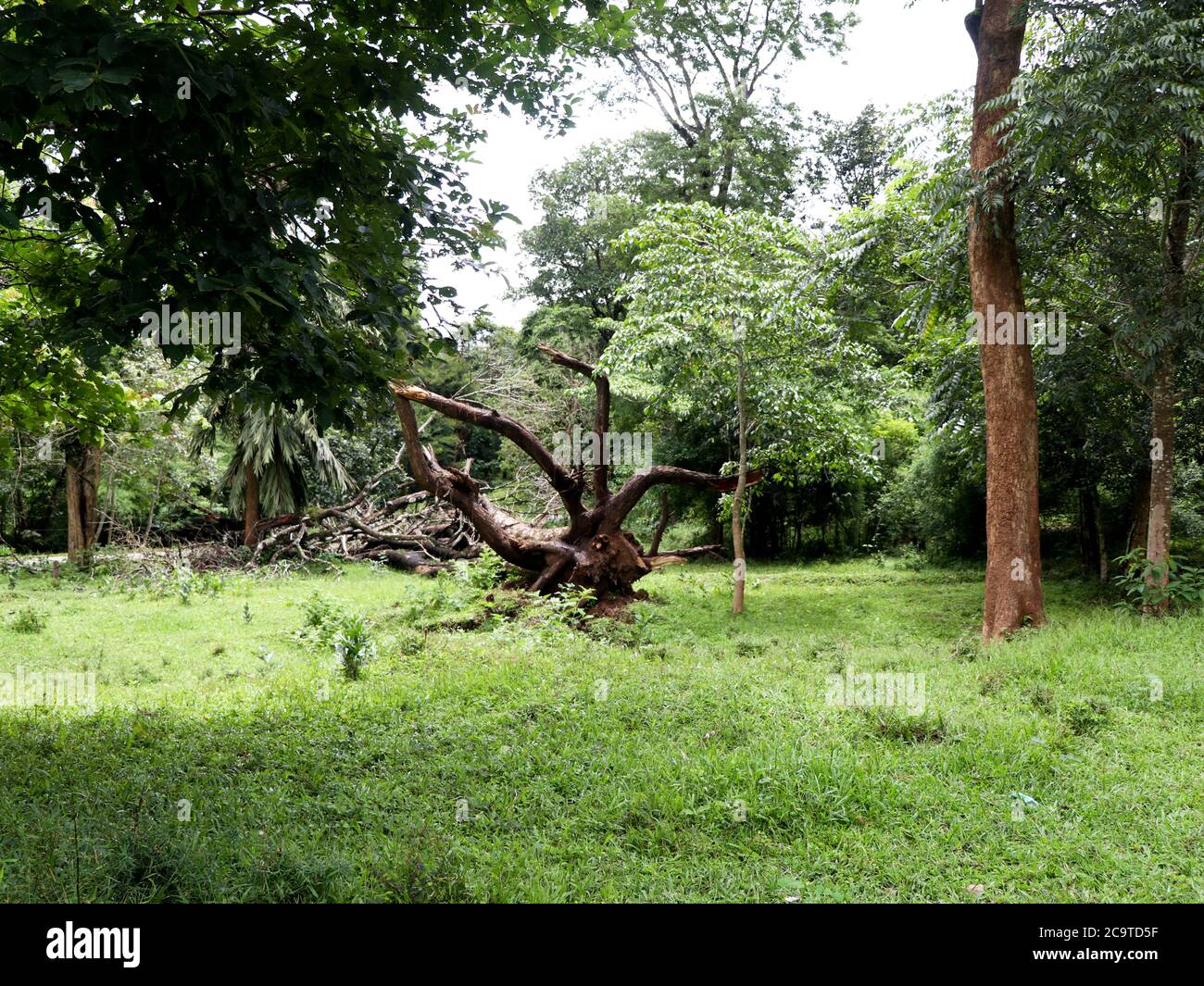 Decayed branches hi-res stock photography and images - Alamy
