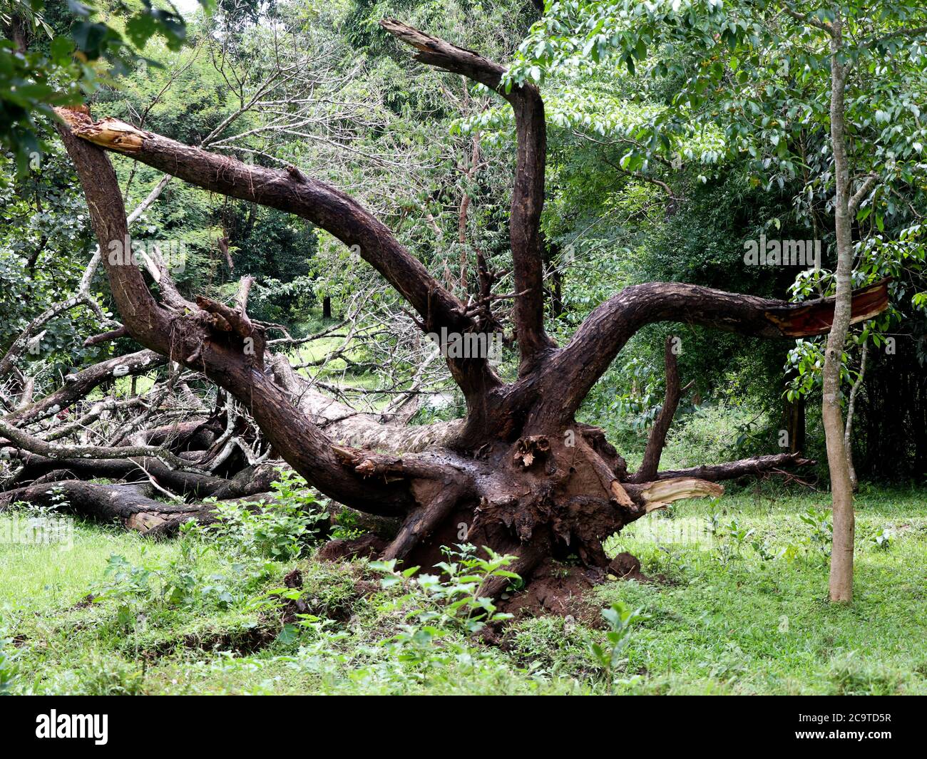 Large roots hi-res stock photography and images - Alamy