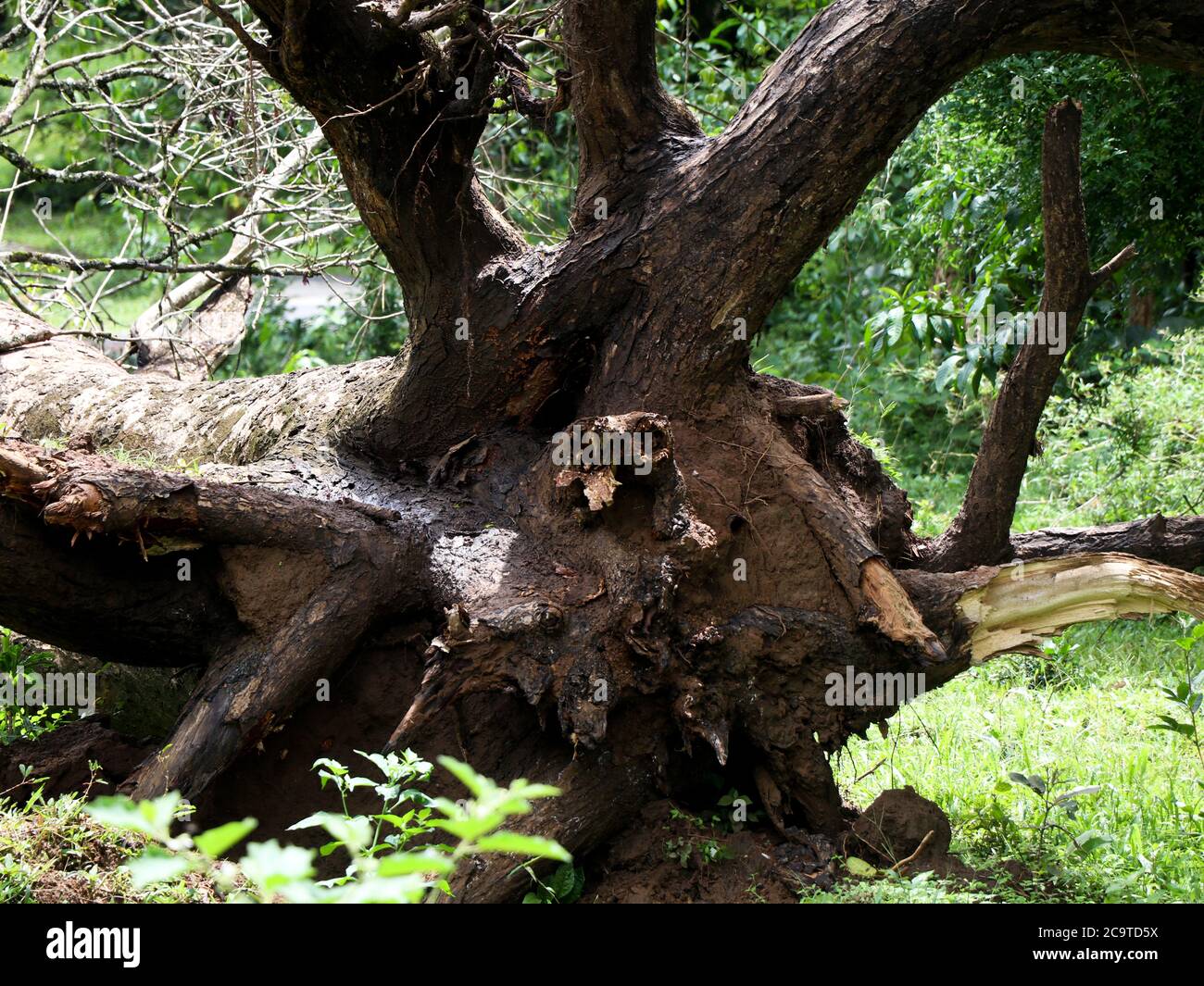 Large roots and branches of a fallen tree in woods Stock Photo - Alamy