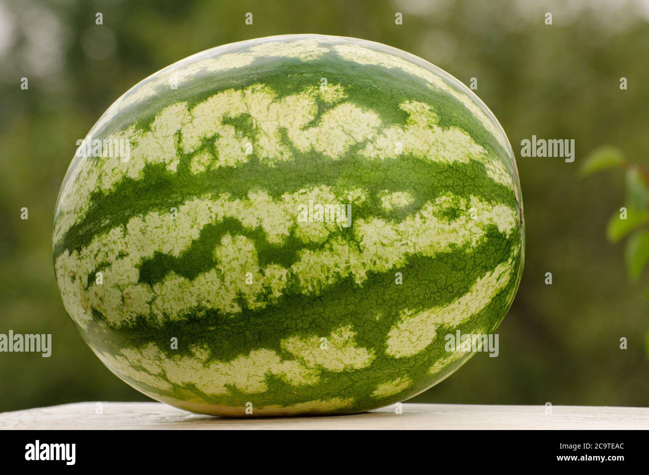 Large whole watermelon on the green background, place for text Stock ...