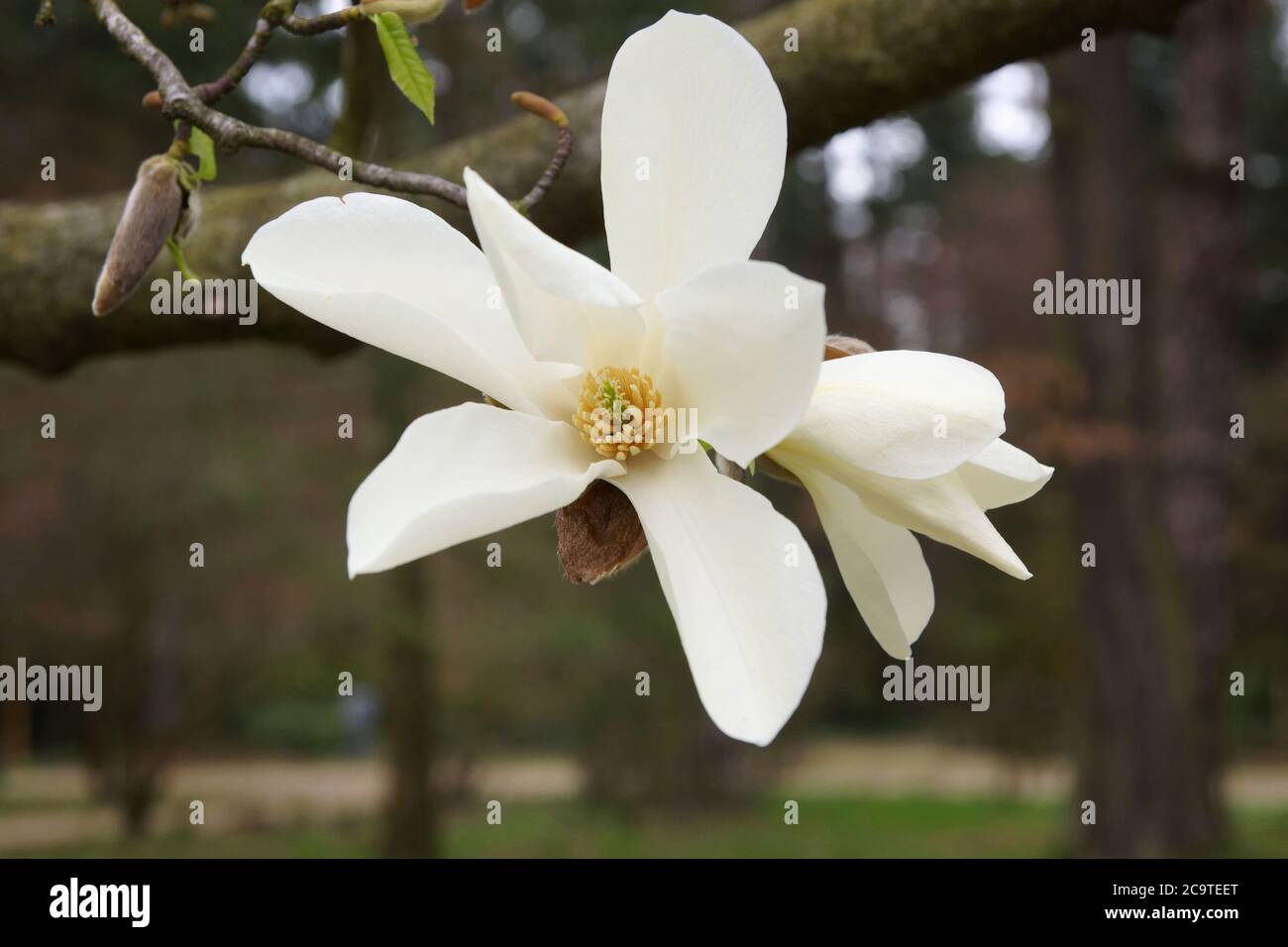 Spring in the arboretum, the interior of a white magnolia flower, close ...