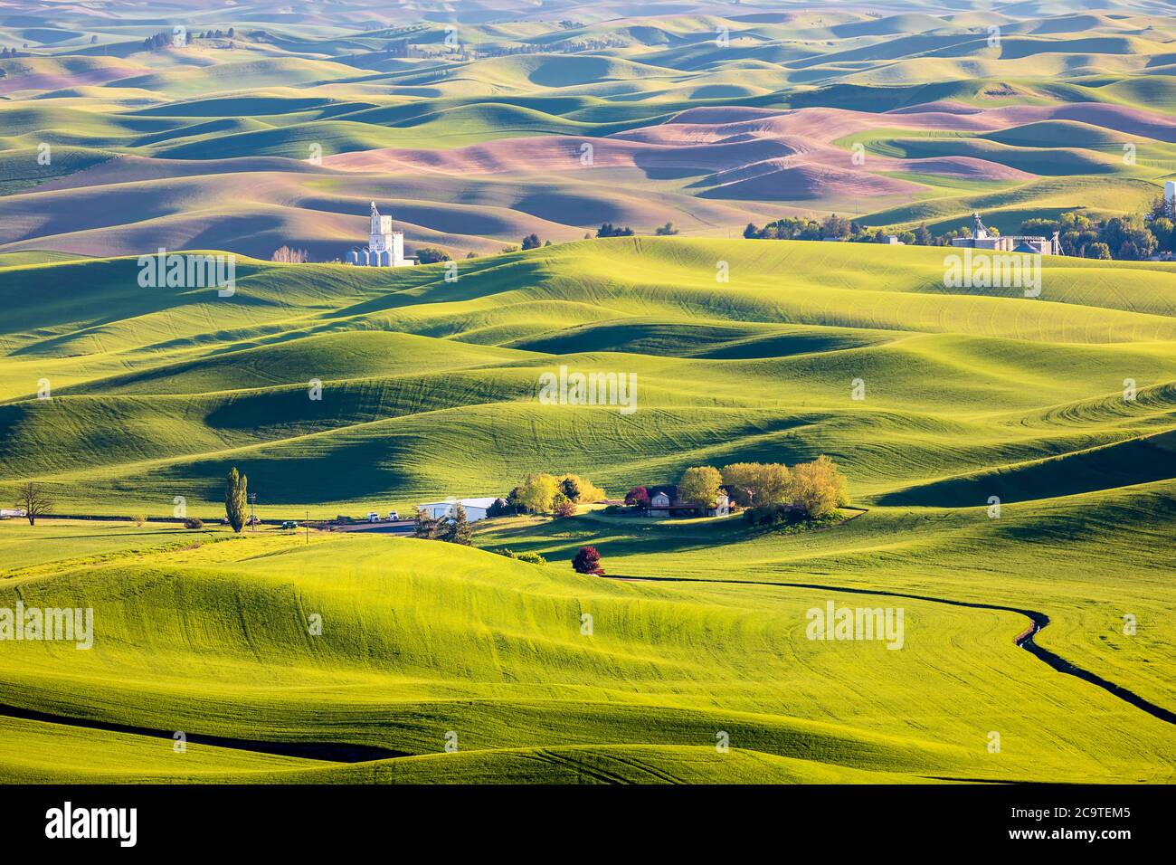 Palouse green wheat fields, seen from Steptoe Butte state park, Palouse ...