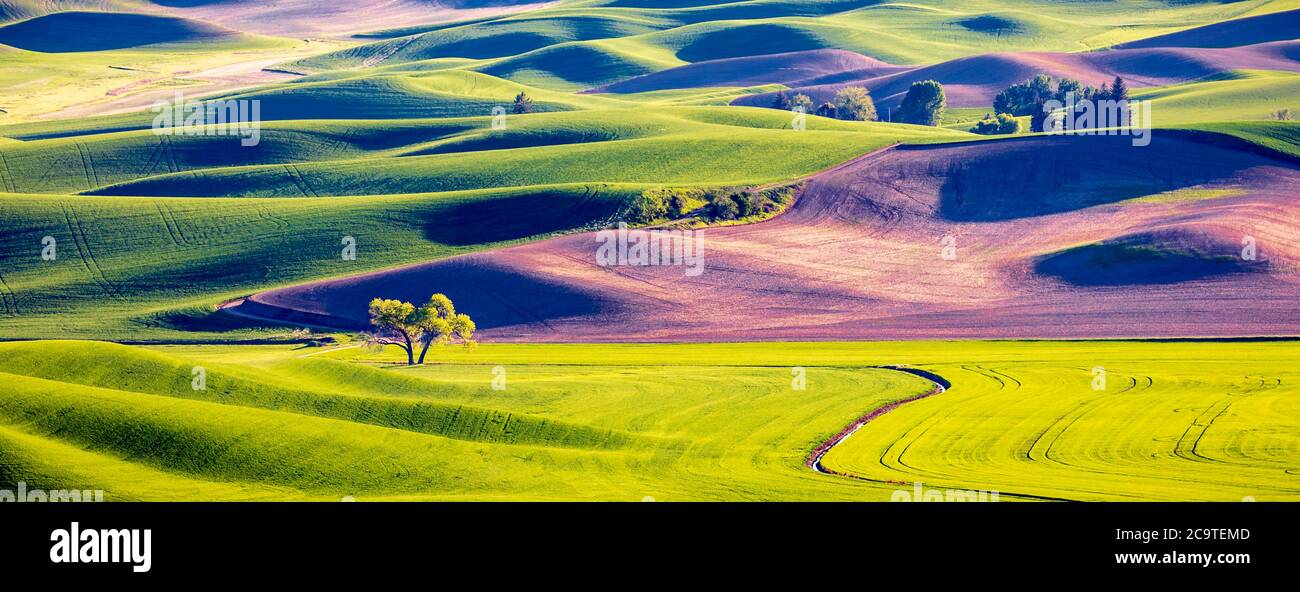 Palouse green wheat fields, seen from Steptoe Butte state park, Palouse ...