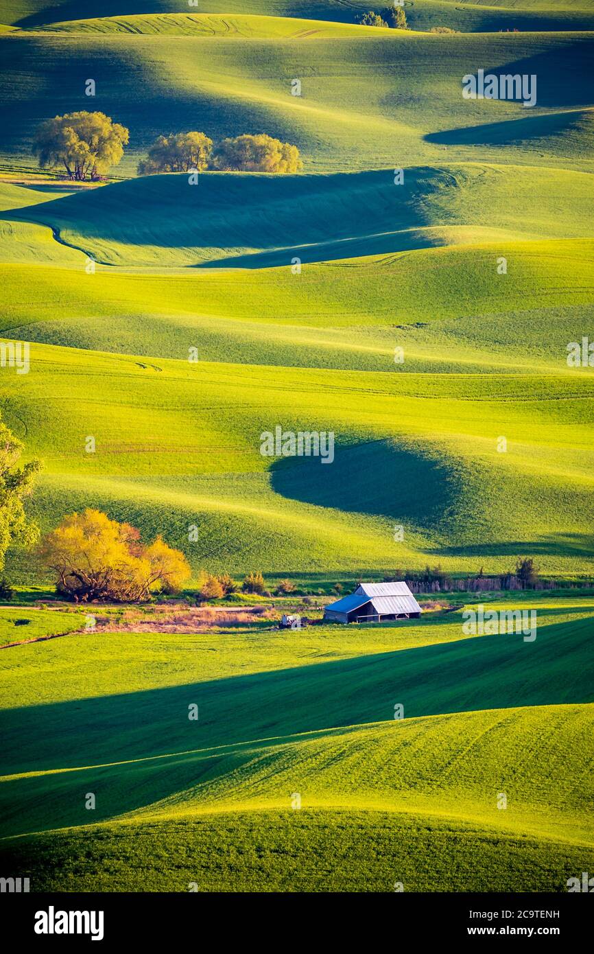 Palouse green wheat fields, seen from Steptoe Butte state park, Palouse ...