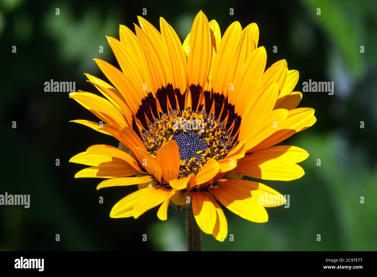 Arctotis fastuosa hi-res stock photography and images - Alamy