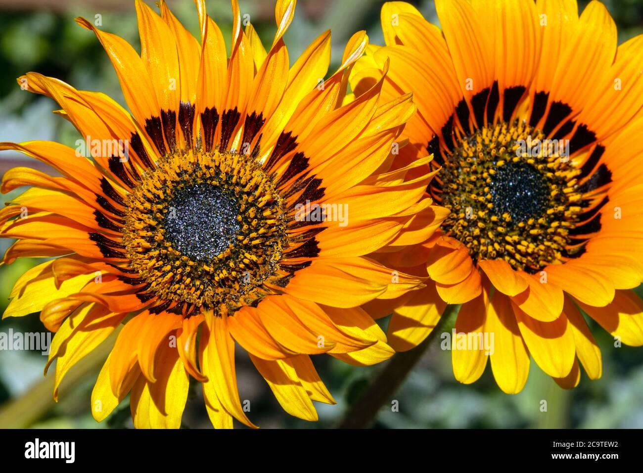 Arctotis fastuosa orange prince hi-res stock photography and images - Alamy