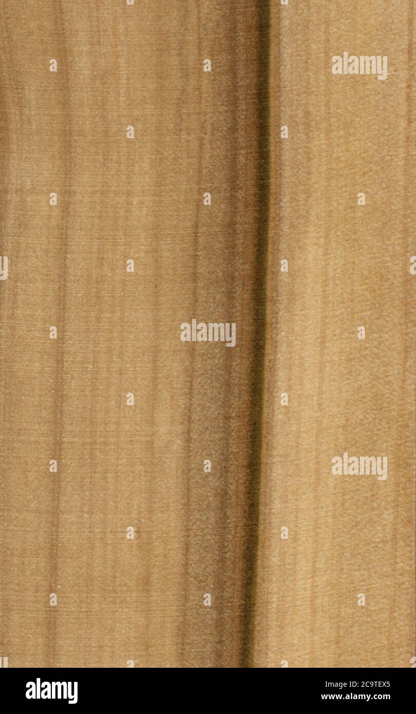 ash rowan Wood tree pattern samples natural rural timber Stock Photo ...