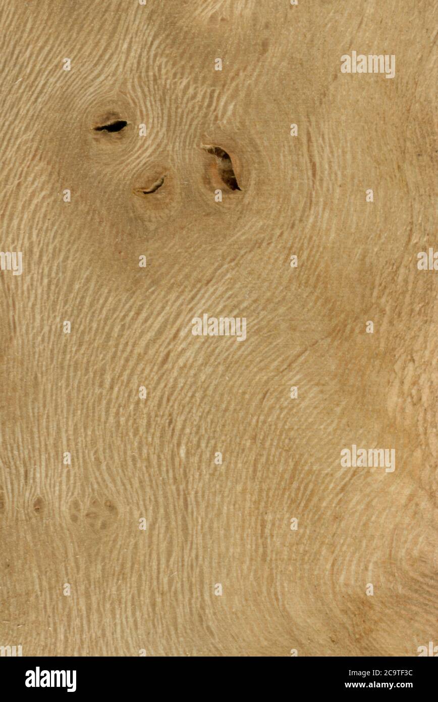 Know your tree species hi-res stock photography and images - Alamy