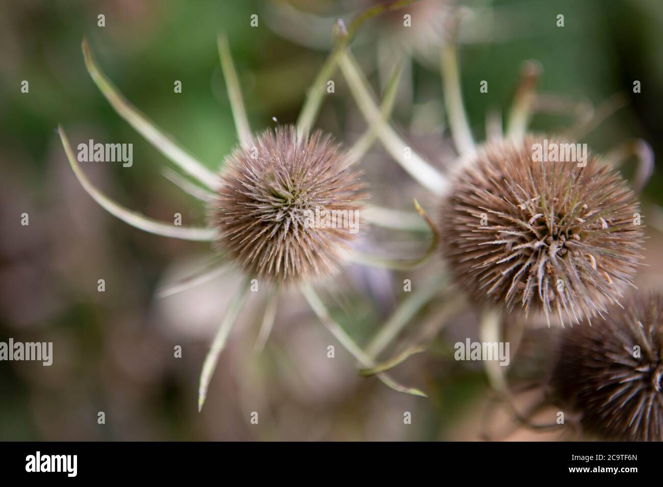 Dried Thistle Heads in Detail Stock Photo - Alamy