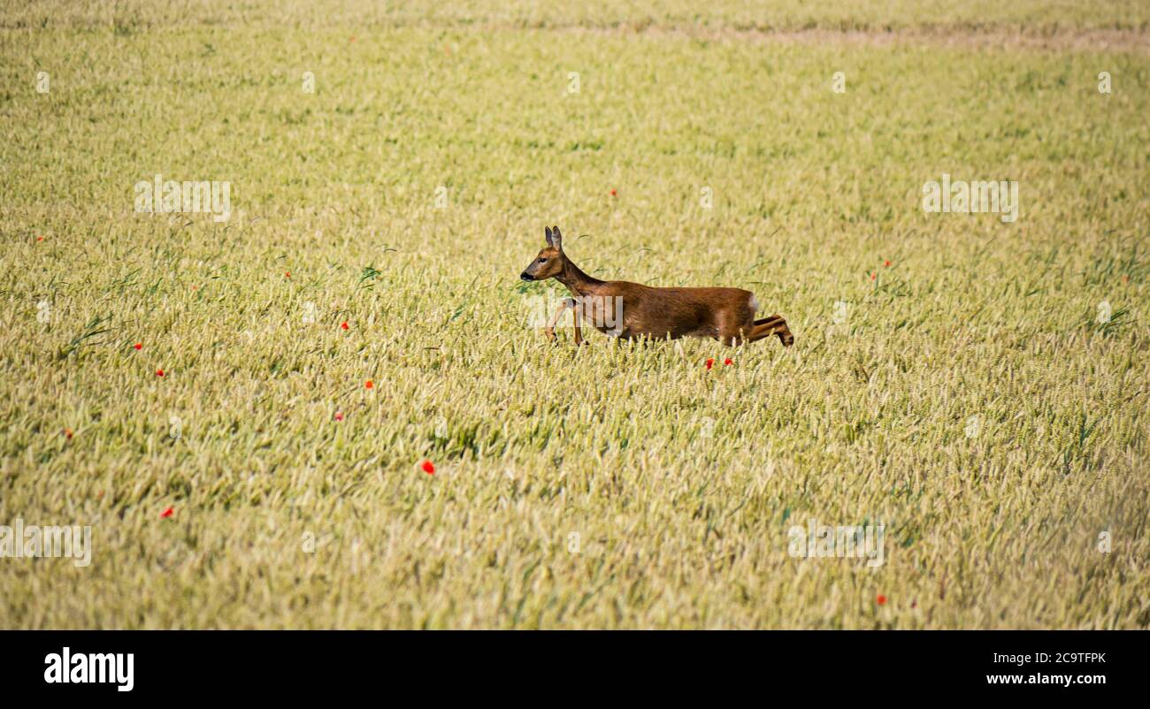 Female roe deer uk hi-res stock photography and images - Alamy
