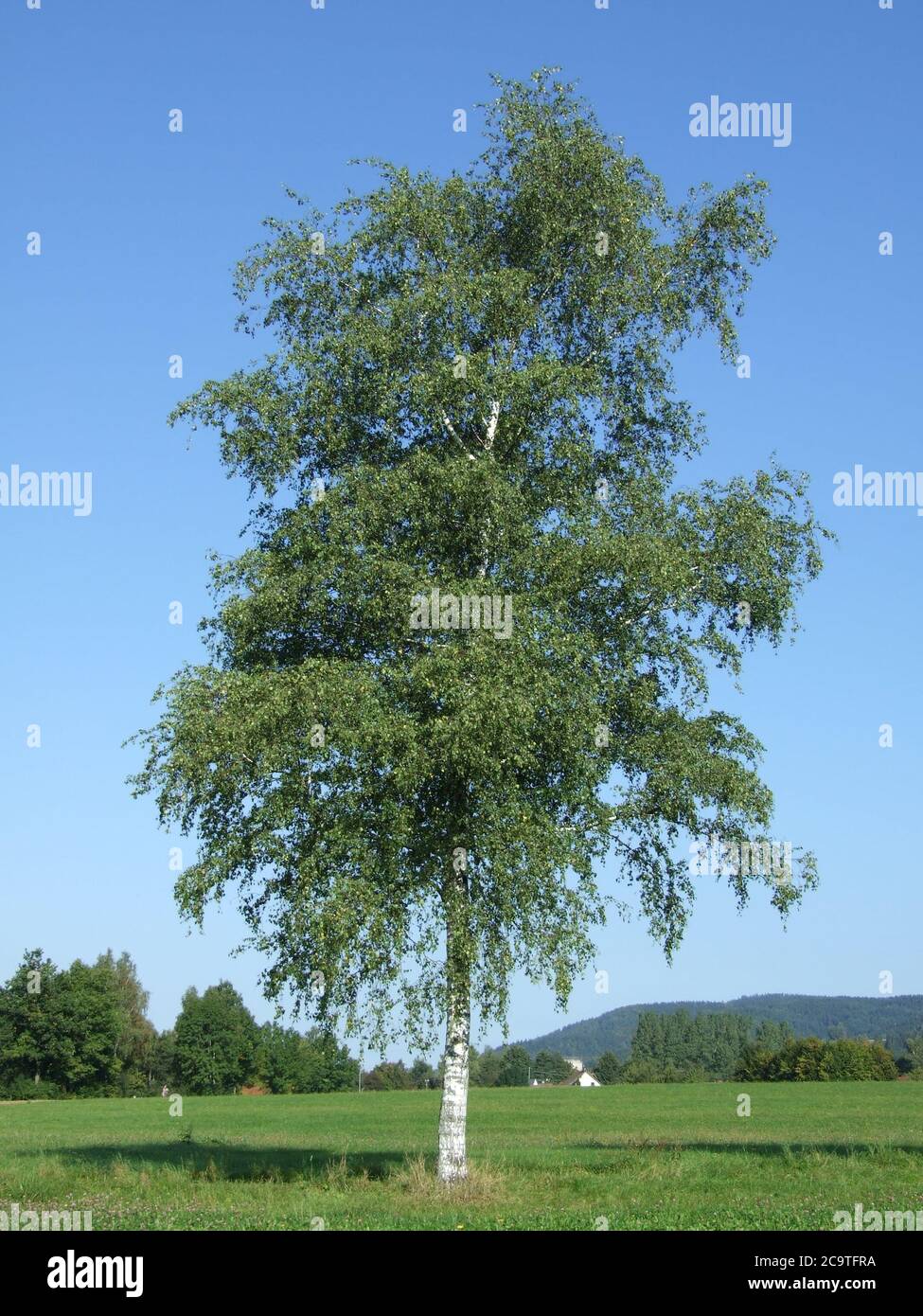 Silver birch tree summer hi-res stock photography and images - Alamy